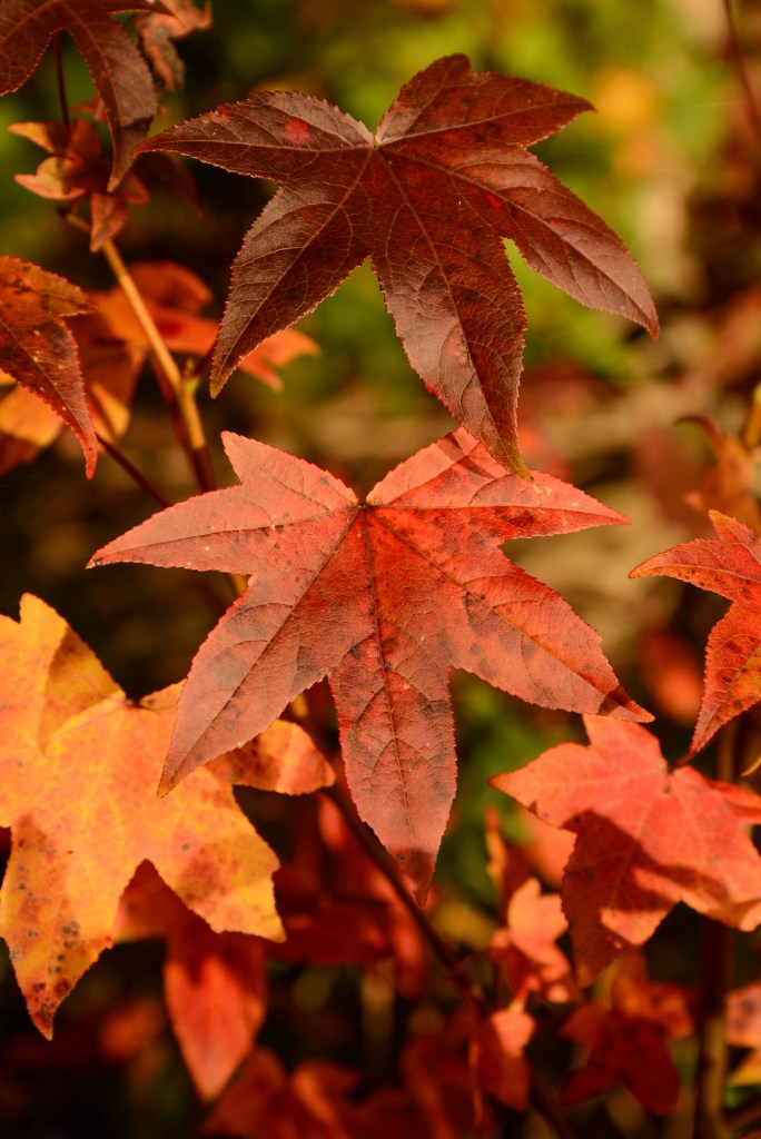 Fall Leaves – Bethany Peck